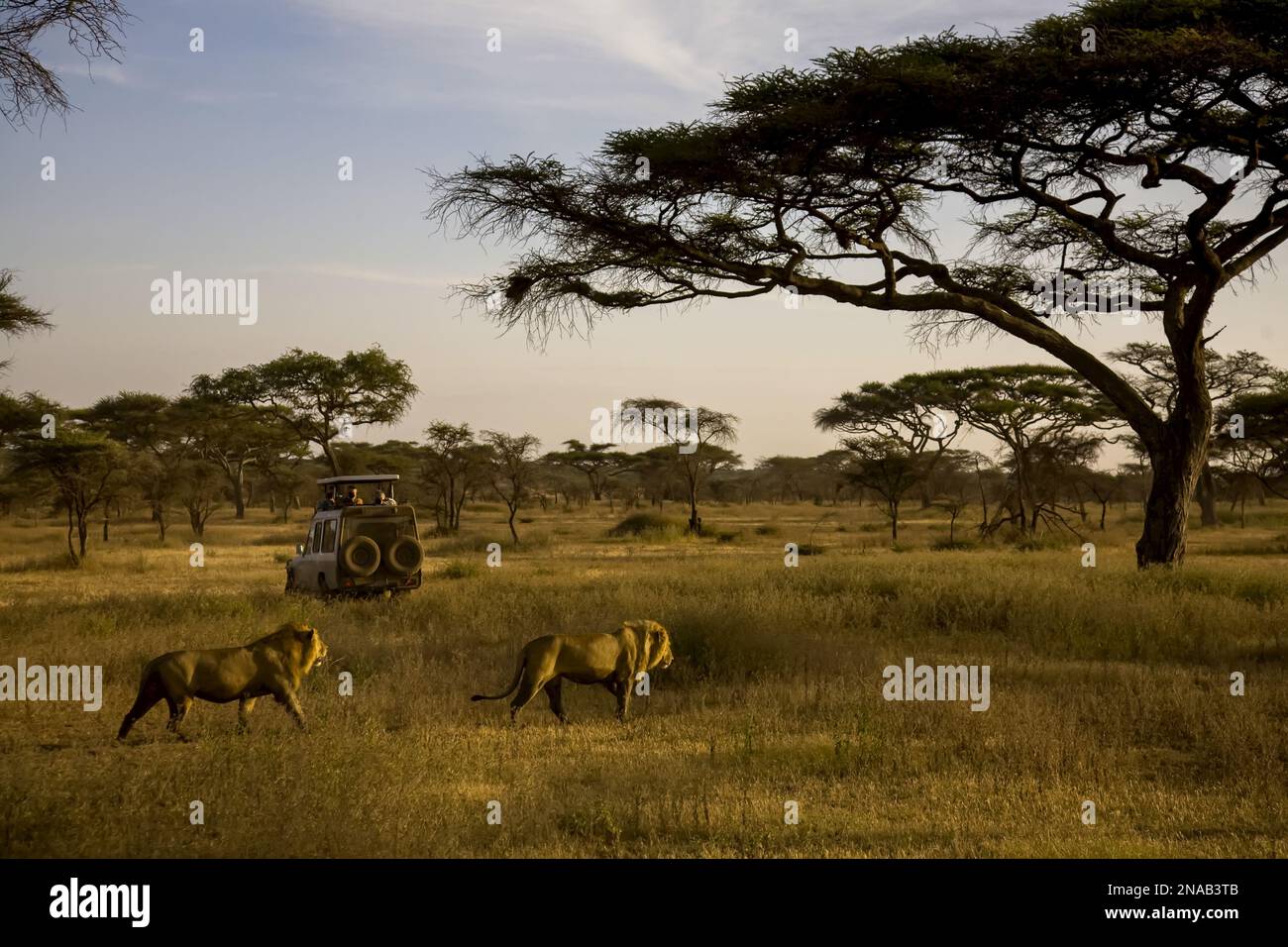 African Lions (Panthera Leo) and safari vehicle , Lake Ndutu, Ndutu ...