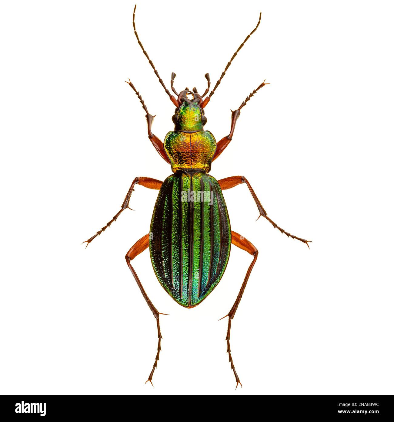 Golden ground beetle, Carabus auratus, on white background Stock Photo ...