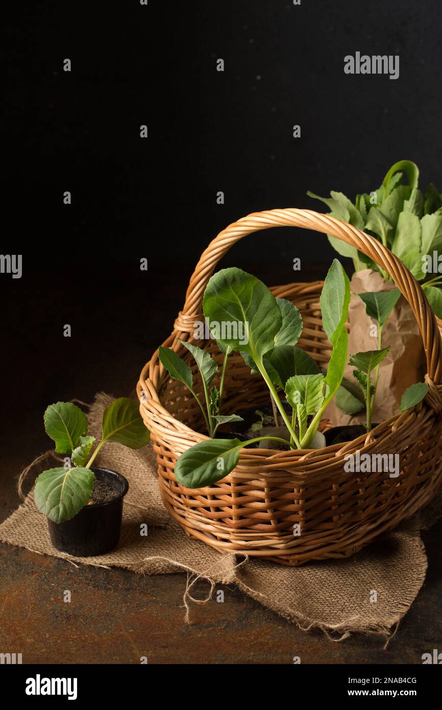 Fresh cabbage seedlings in a vine basket on a dark background Stock ...
