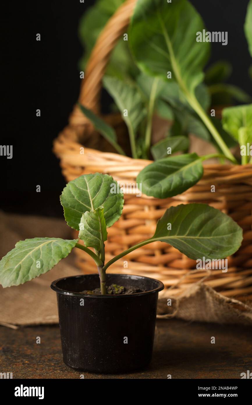 Fresh cabbage seedlings in a vine basket on a dark background Stock ...