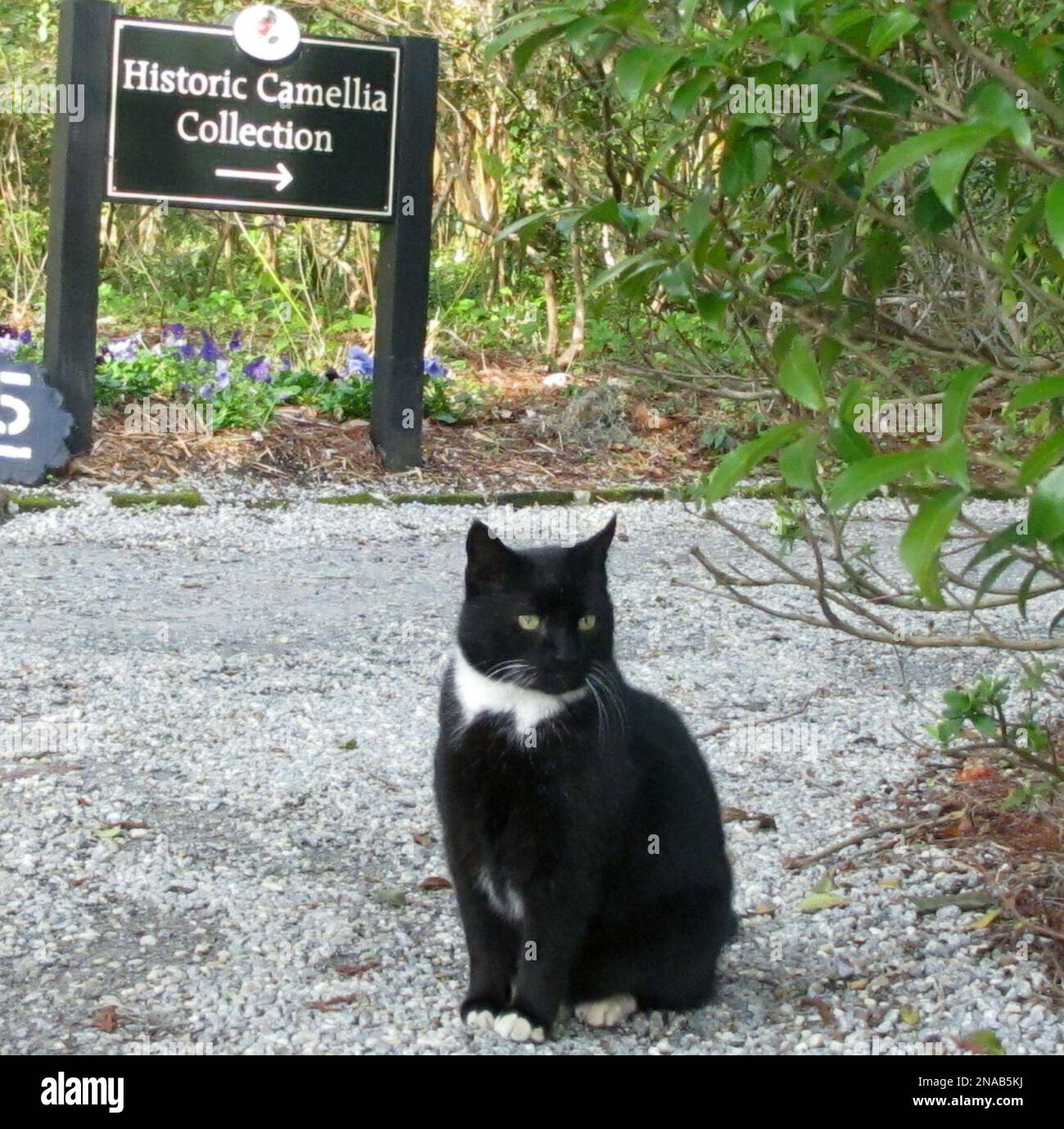 In this Feb. 9, 2012 photo, Sylvester the plantation cat looks down the ...