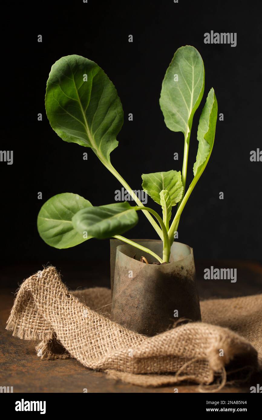 Fresh cabbage seedling in small containers on a dark background Stock ...