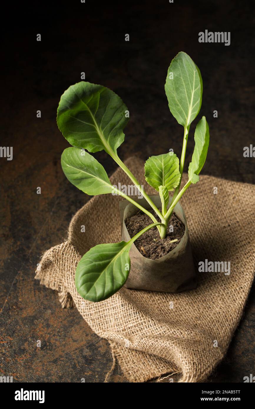 Fresh cabbage seedling in small containers on a dark background Stock ...