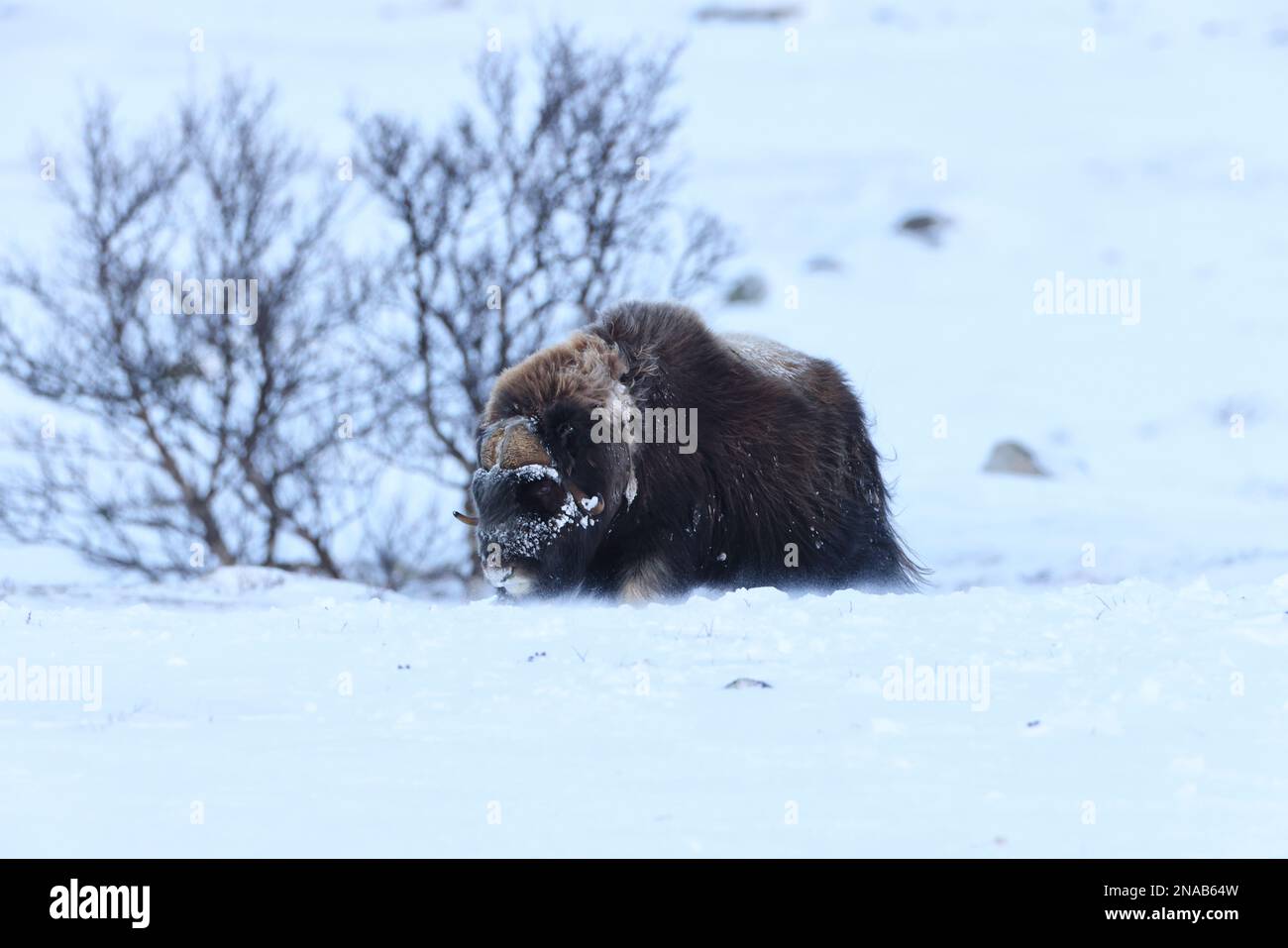 Musk ox in winter in Dovrefjell-Sunndalsfjella National Park Norway ...