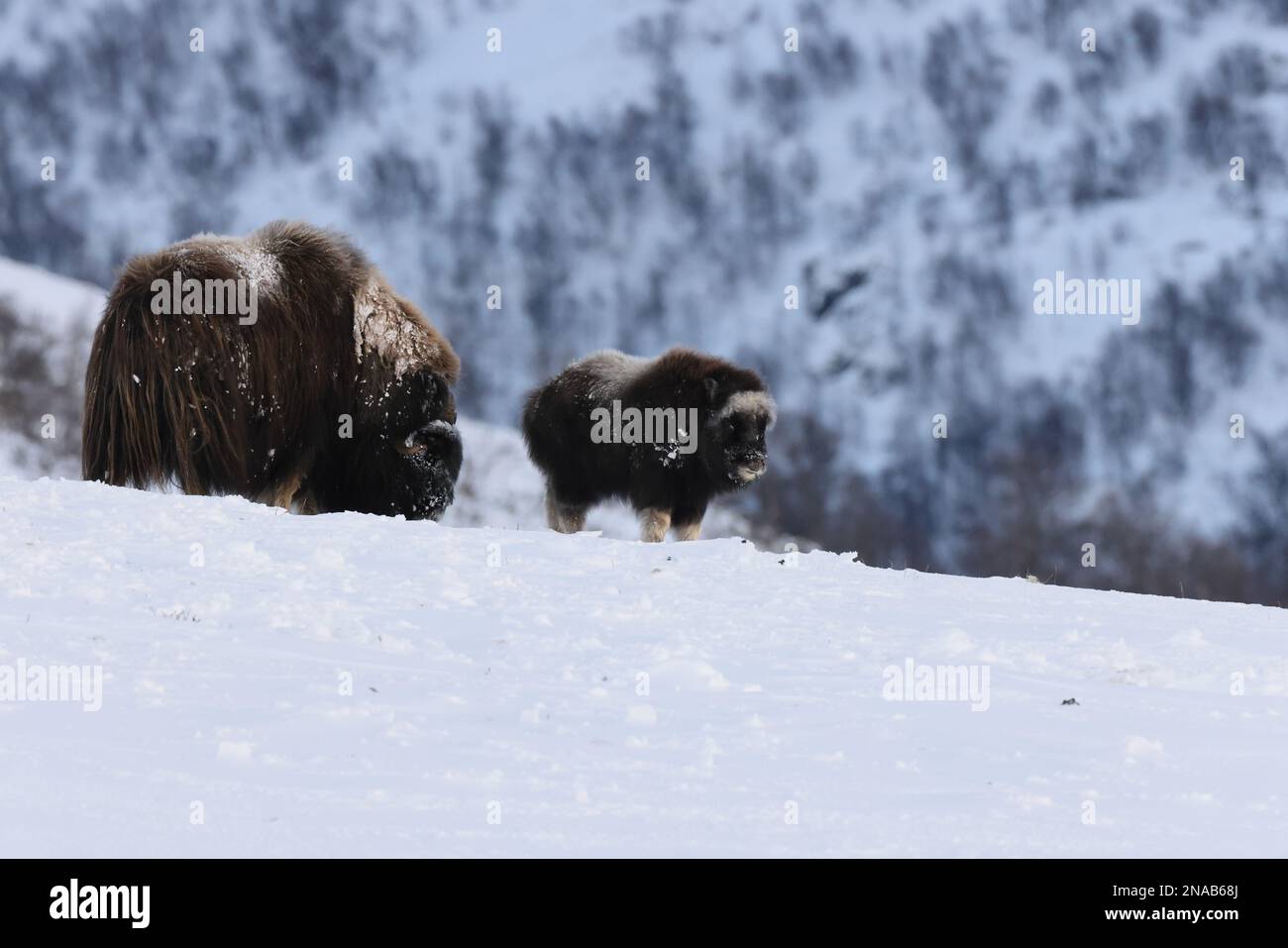 Musk ox in winter in Dovrefjell-Sunndalsfjella National Park Norway ...