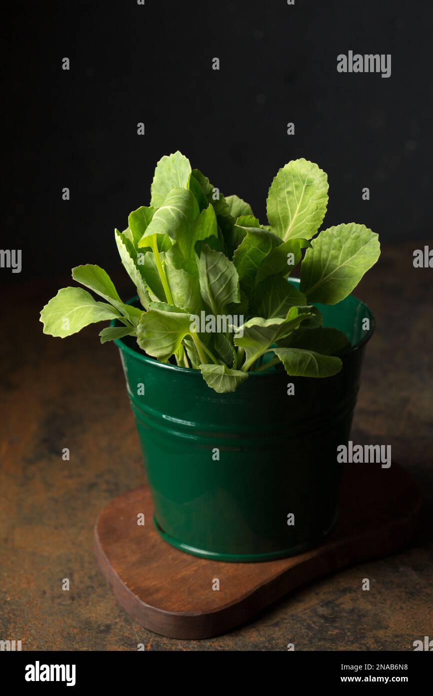cabbage seedling in a small bucket on a dark background Stock Photo - Alamy