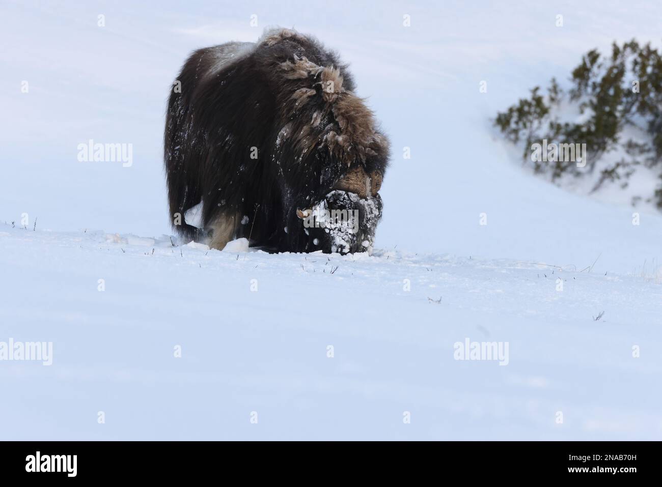 Musk ox in winter in Dovrefjell-Sunndalsfjella National Park Norway ...