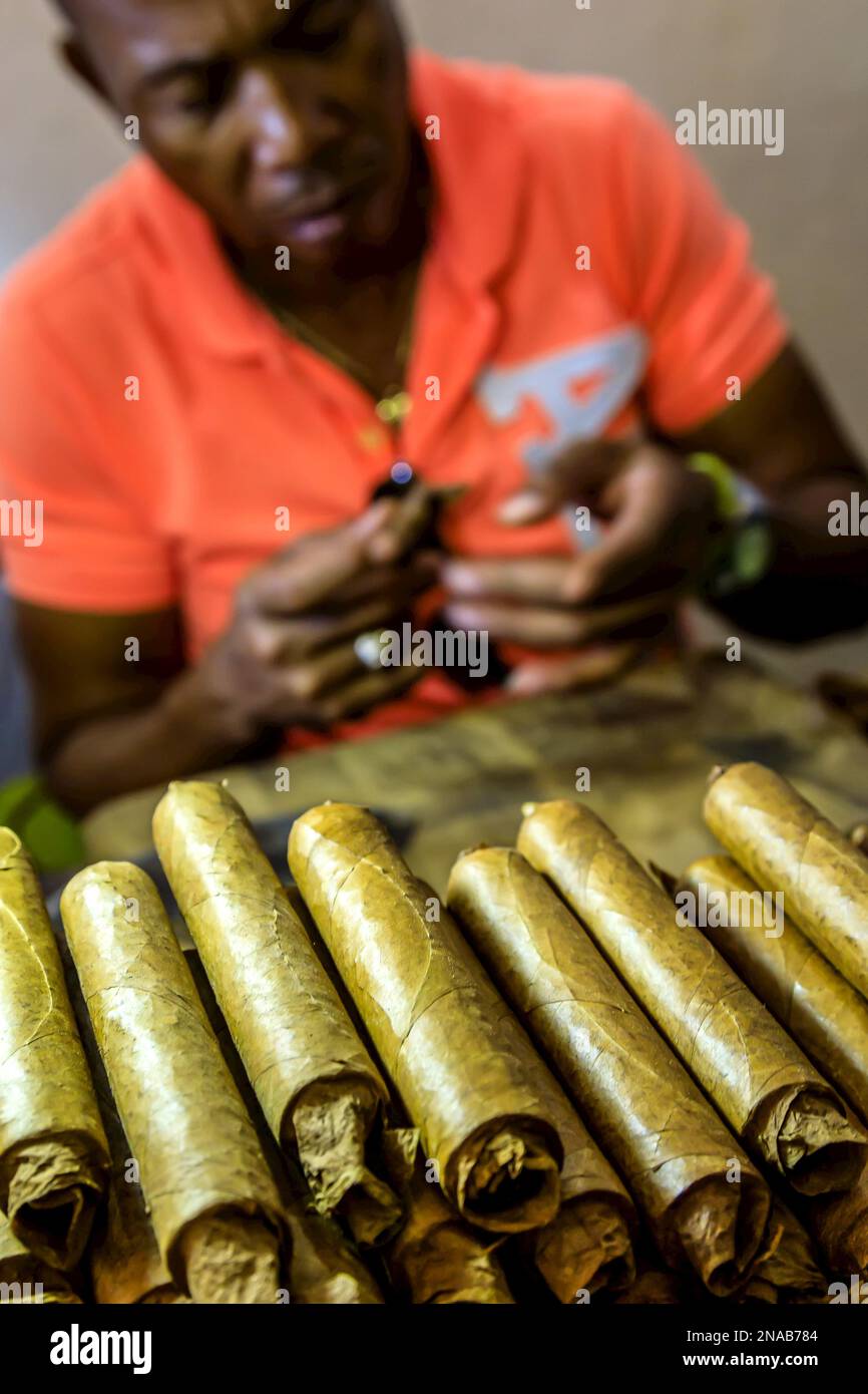 The art of rolling cigars in Old Havana Stock Photo - Alamy