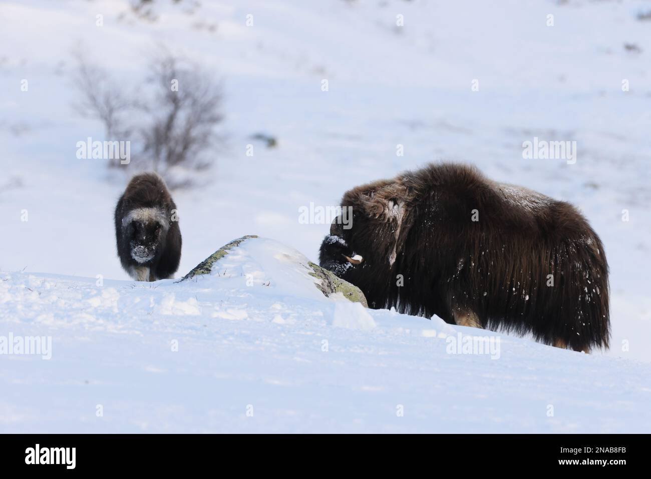 Musk ox in winter in Dovrefjell-Sunndalsfjella National Park Norway ...