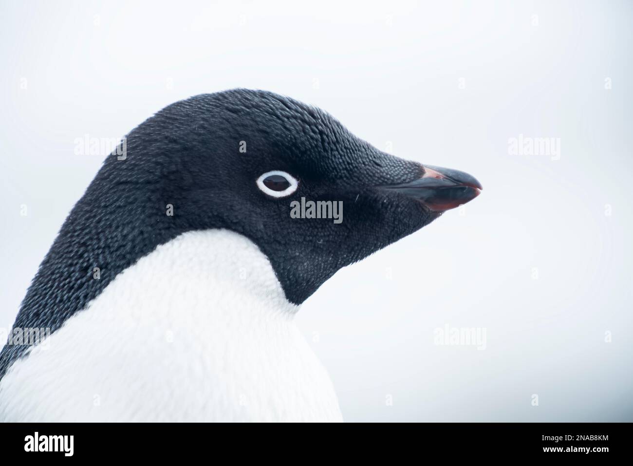 Portrait of Adelie penguin (Pygoscelis adeliae); Paulet Island ...