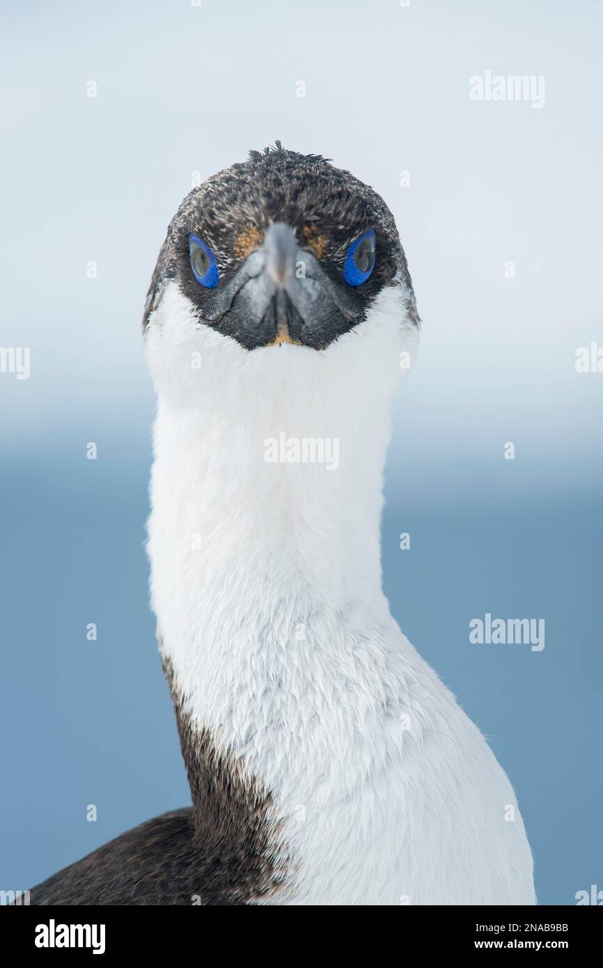 Close-up view of a Blue-eyed shag (Phalacrocorax atriceps); Trinity ...
