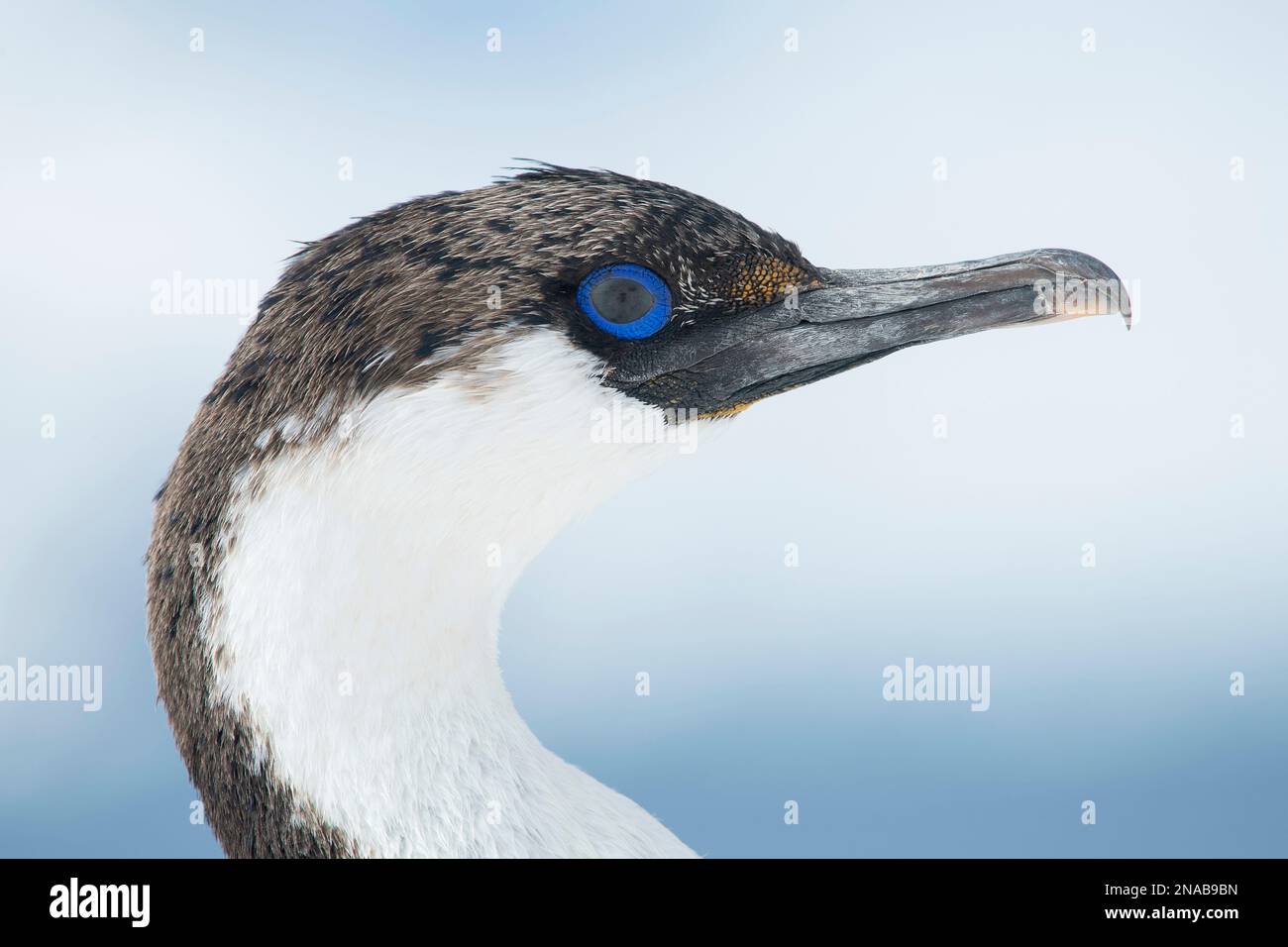 Close-up view of a Blue-eyed shag (Phalacrocorax atriceps); Trinity ...