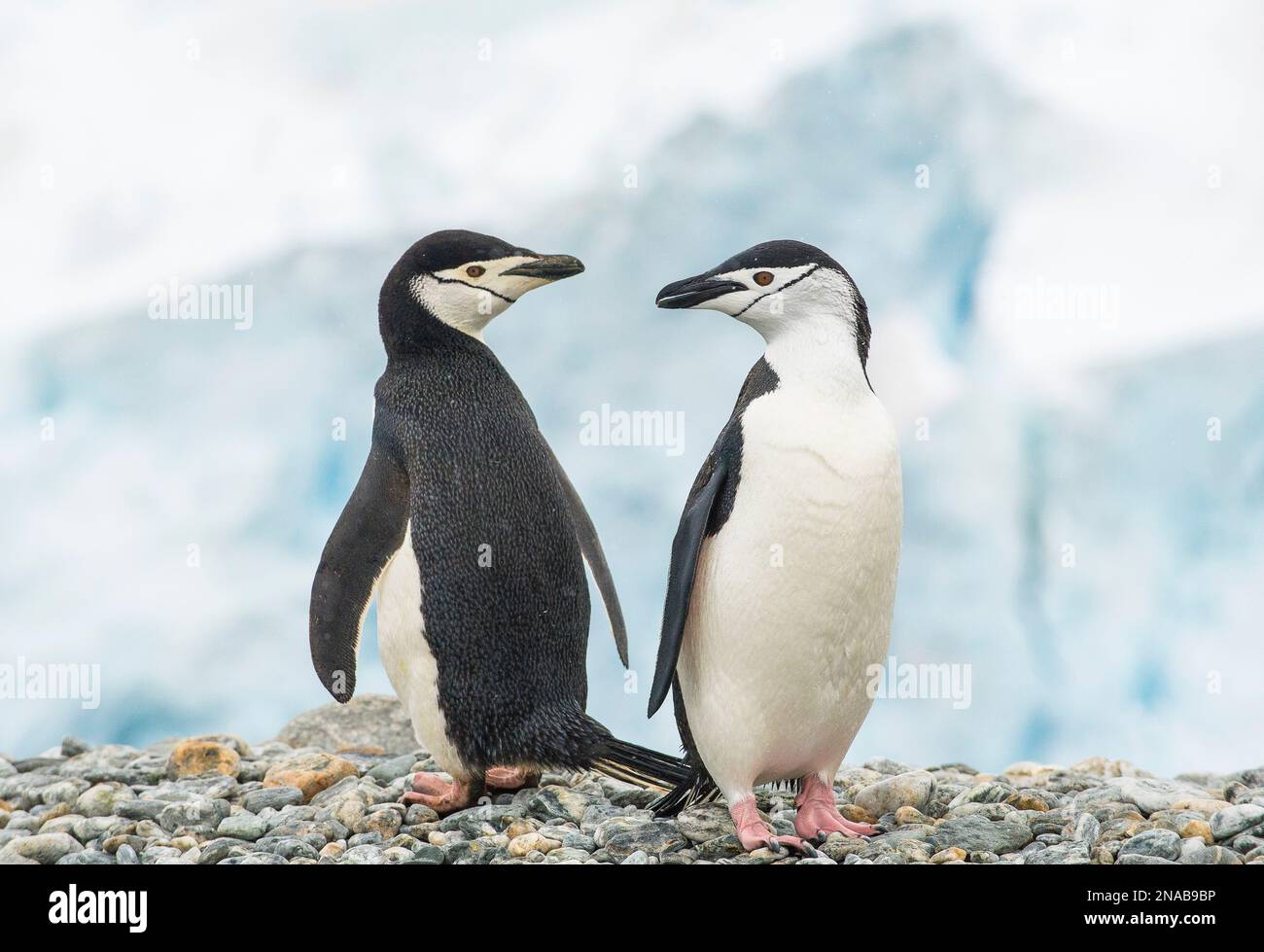 Two Chinstrap penguins (Pygoscelis antarcticus) stand next to each ...