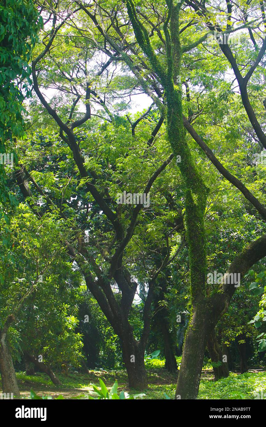 Explore nature art hi-res stock photography and images - Alamy
