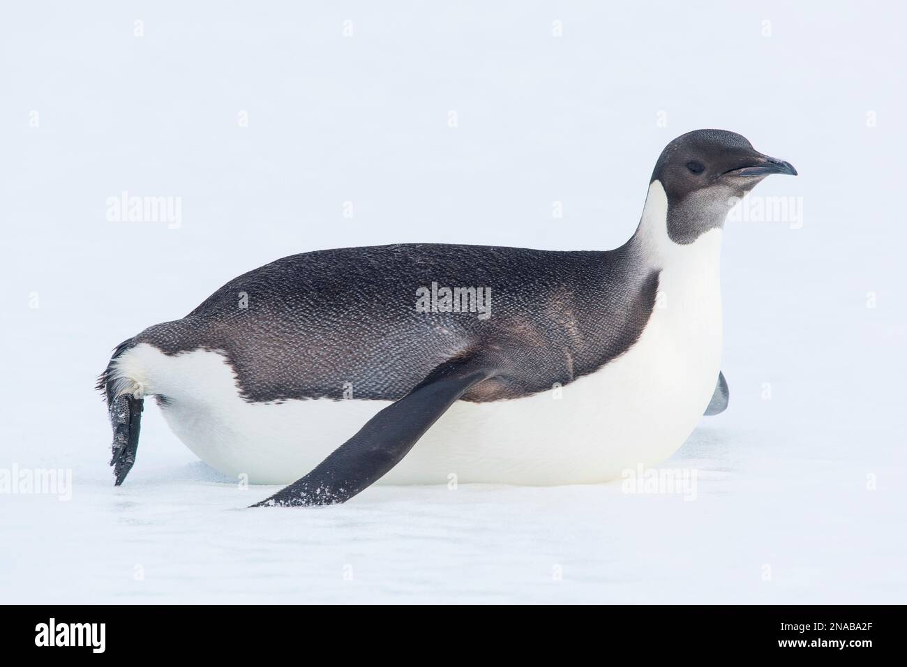 Emperor penguin sliding on belly hi-res stock photography and images ...