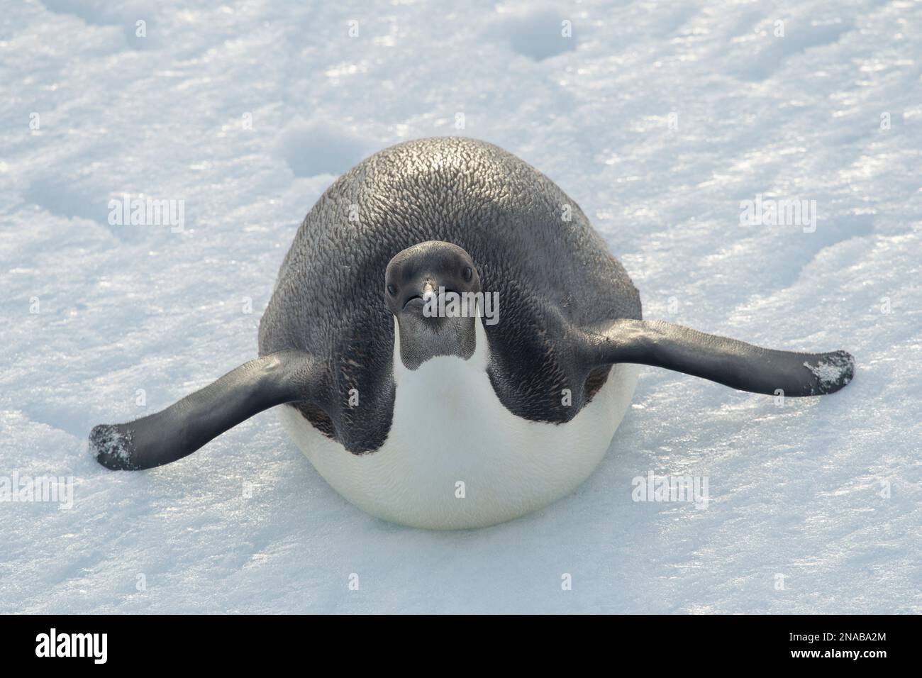 Emperor penguin sliding on belly hi-res stock photography and images ...