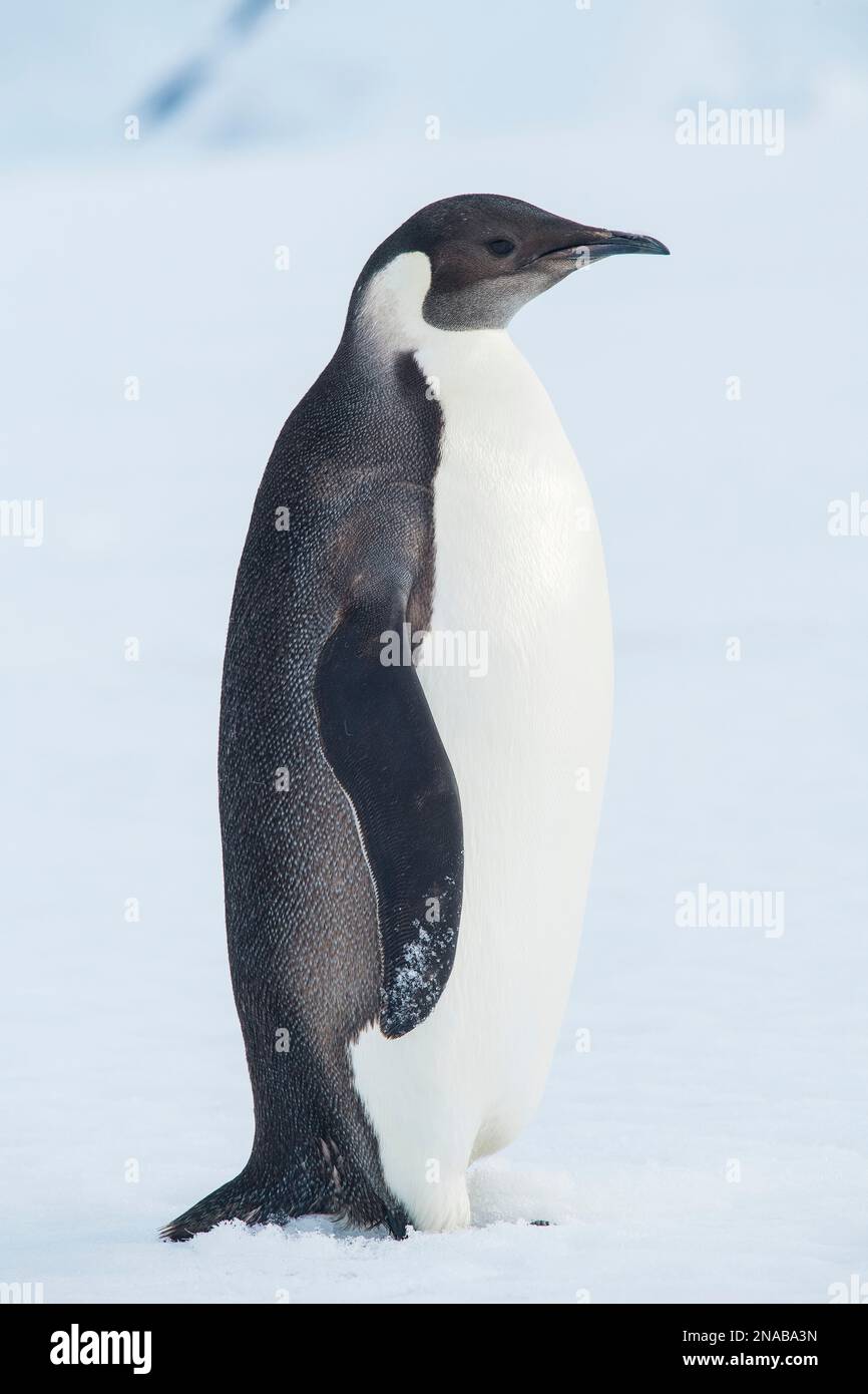 Juvenile Emperor penguin (Aptenodytes forsteri) stands on pack ice ...