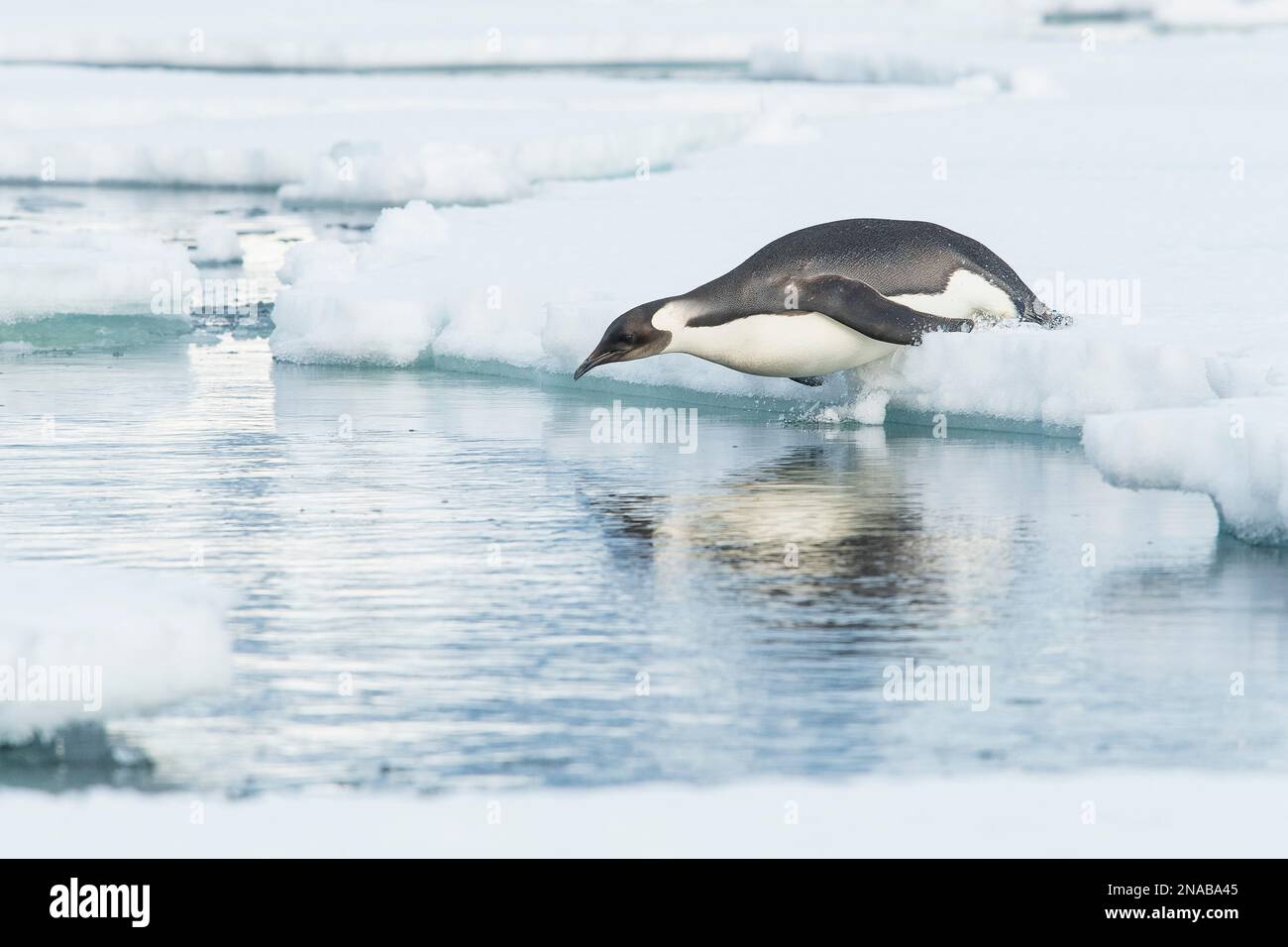Juvenile Emperor penguin (Aptenodytes forsteri) dives off pack ice ...