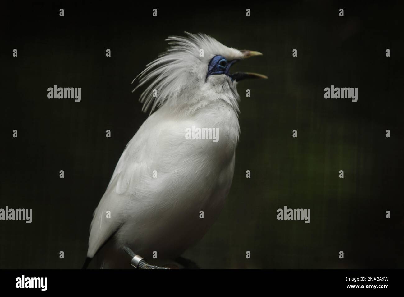 Beautiful birds zoo outdoors hi-res stock photography and images - Alamy