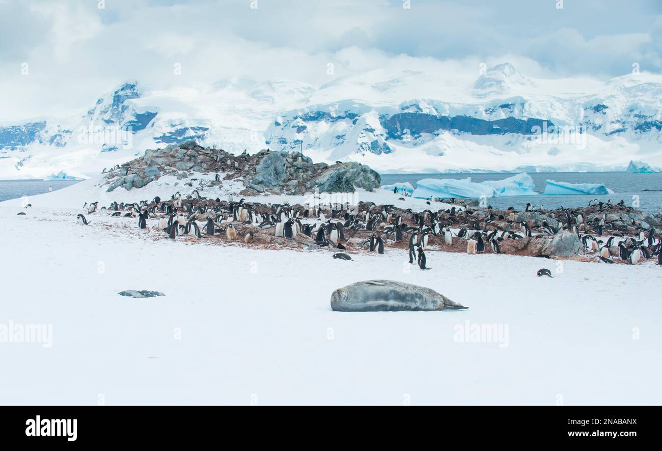 Weddell seal colony hi-res stock photography and images - Alamy