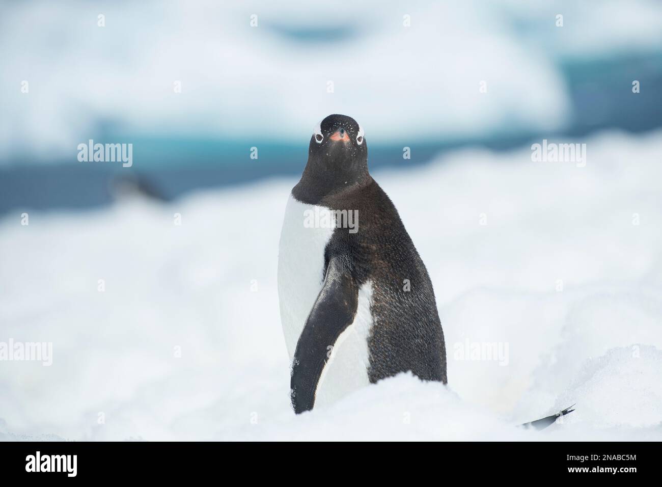 Gentoo penguin (Pygoscelis papua) stands on ice looking at the camera ...