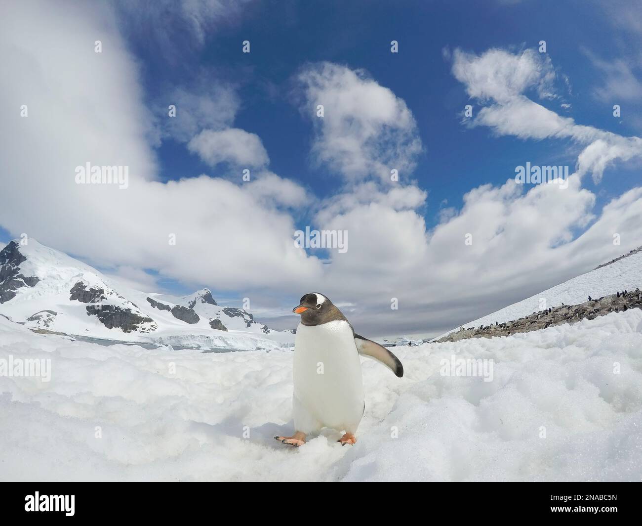 Gentoo penguins (Pygoscelis papua)walking across snow in the Antarctic ...