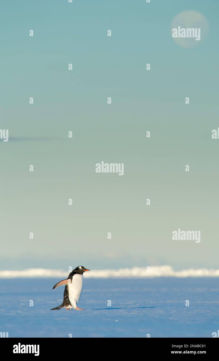 Gentoo penguin (Pygoscelis papua) walks across the ice under a full ...