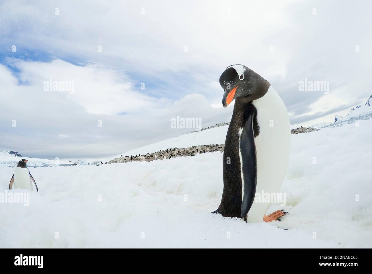 Gentoo penguins (Pygoscelis papua)walking across snow in the Antarctic ...