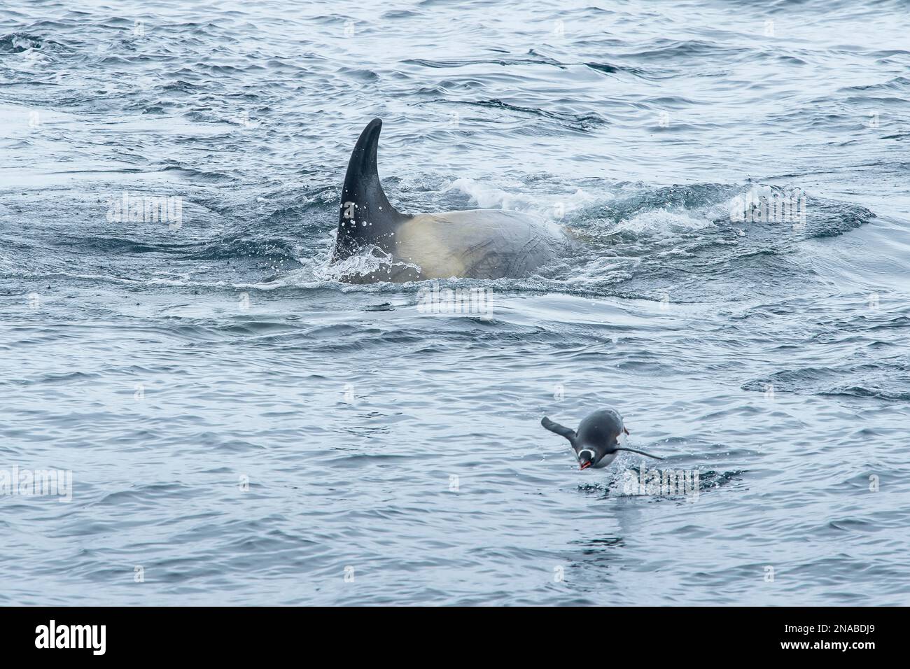 Orca Hunting Penguin