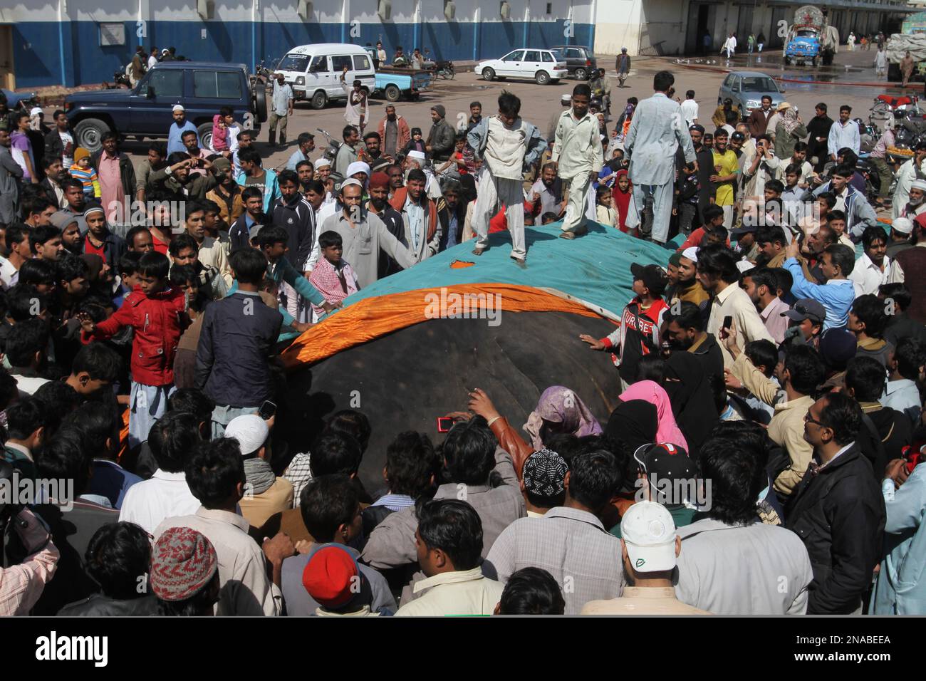 Visitors surround the carcass of whale shark in Karachi, Pakistan ...