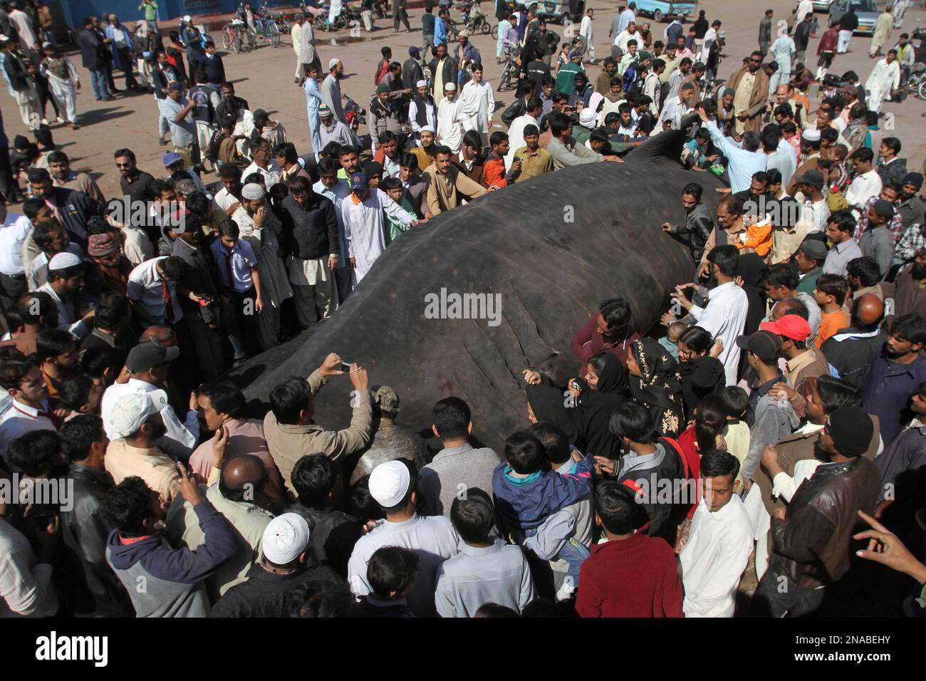 Visitors surround the carcass of whale shark in Karachi, Pakistan ...