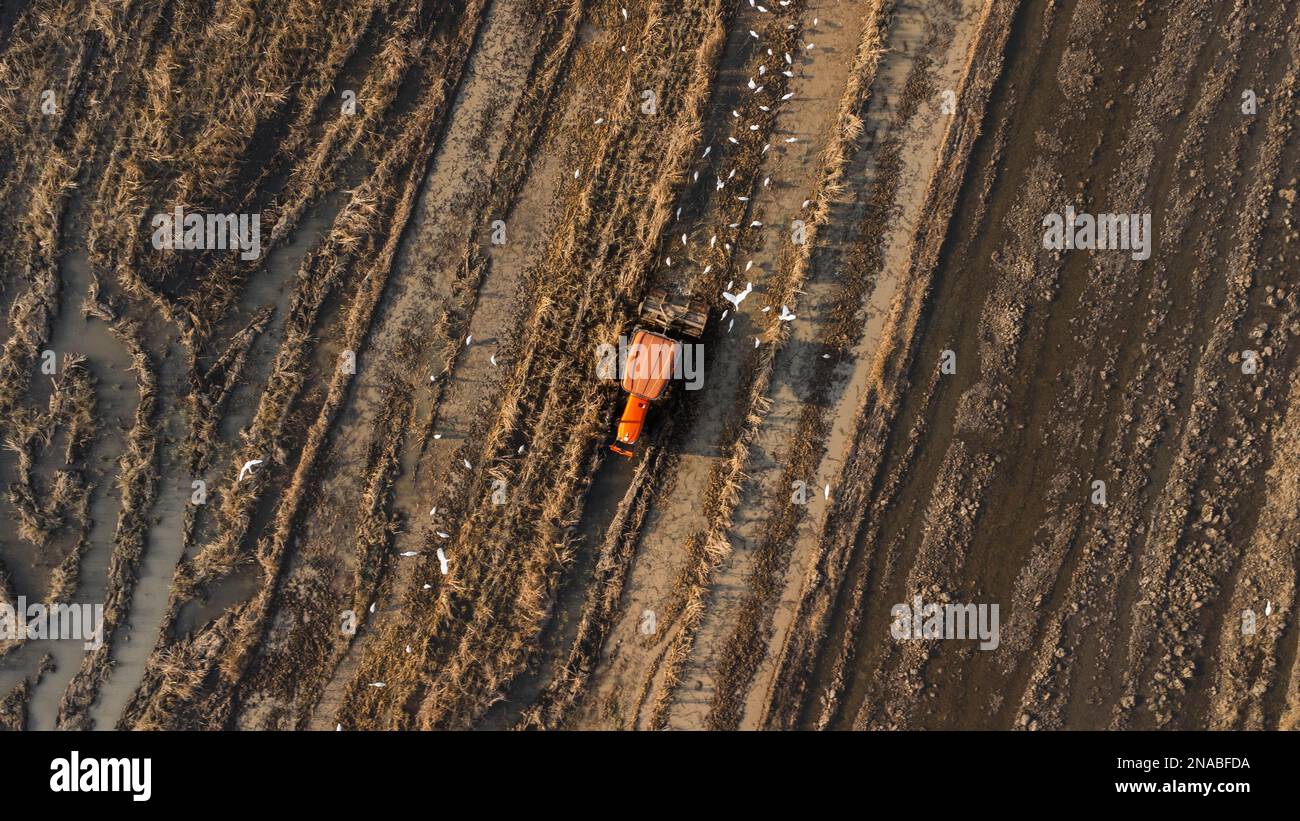 Aerial view of farmer in red tractor preparing land for rice planting ...