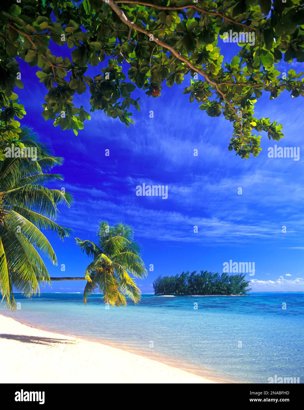 palm tree over ocean, Tahiti, French Polynesia --- Tahitian palm tree ...