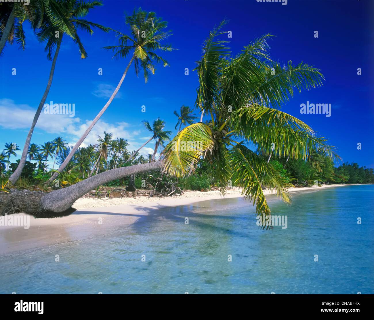 palm tree over ocean, Tahiti, French Polynesia --- Tahitian palm tree ...