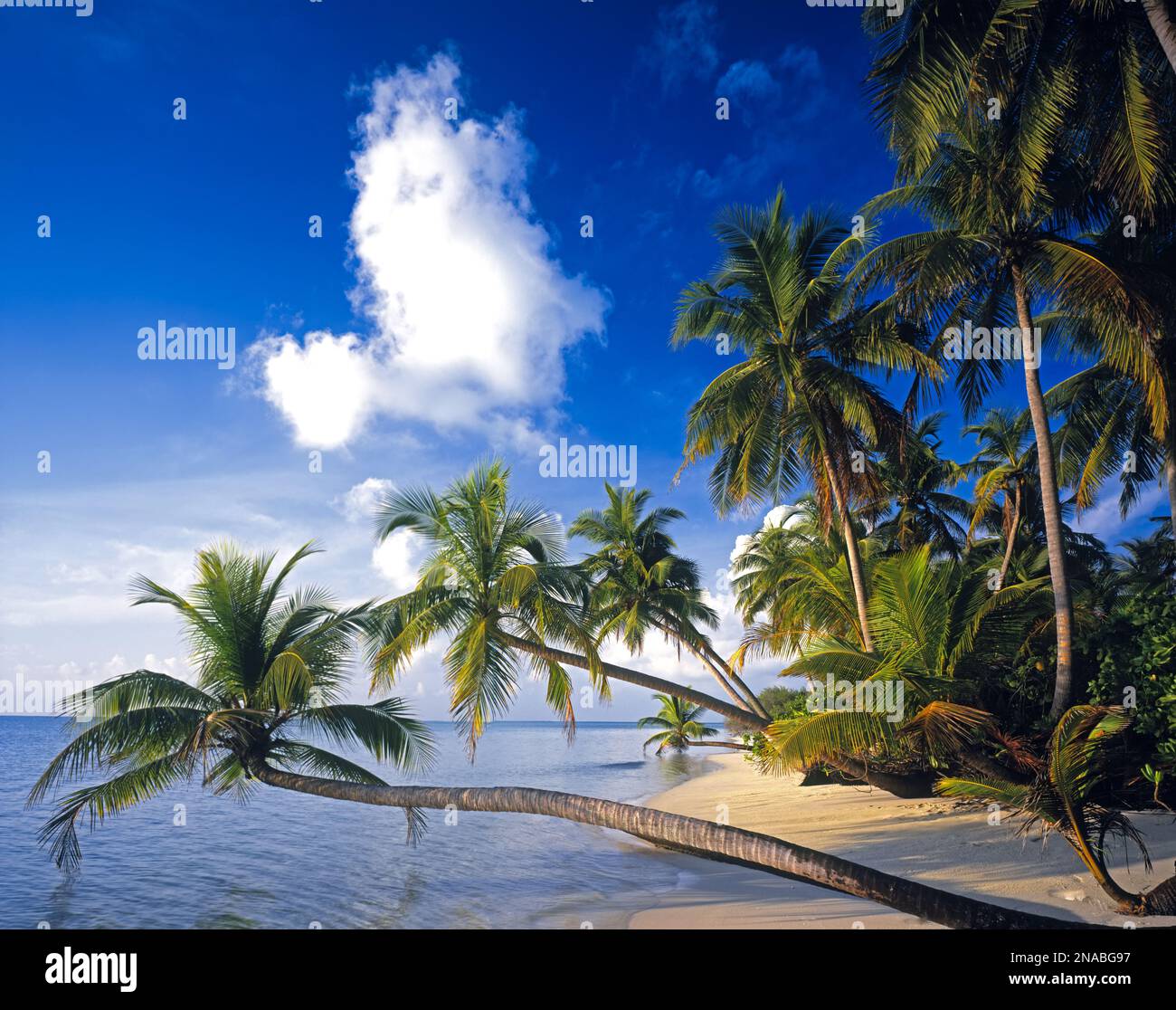 palm tree over small Islandl in Maldive Islands. palm tree, © Craig ...