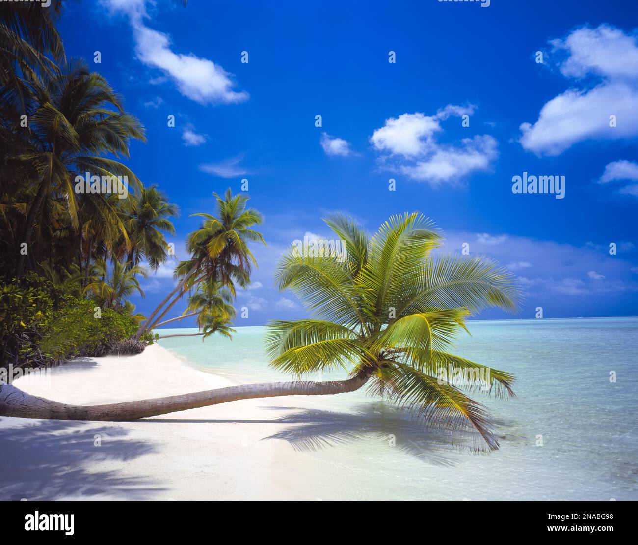 palm tree over small Islandl in Maldive Islands. palm tree, © Craig ...