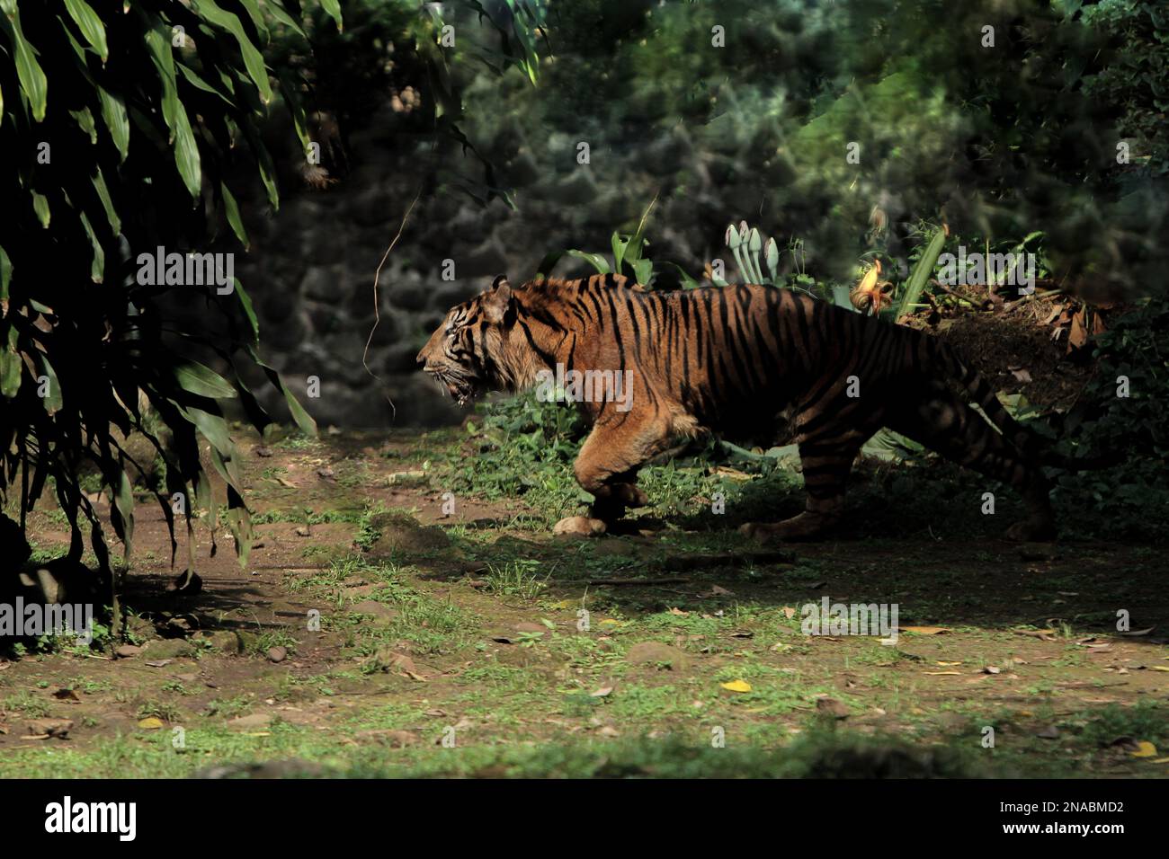Predator stripes hi-res stock photography and images - Alamy