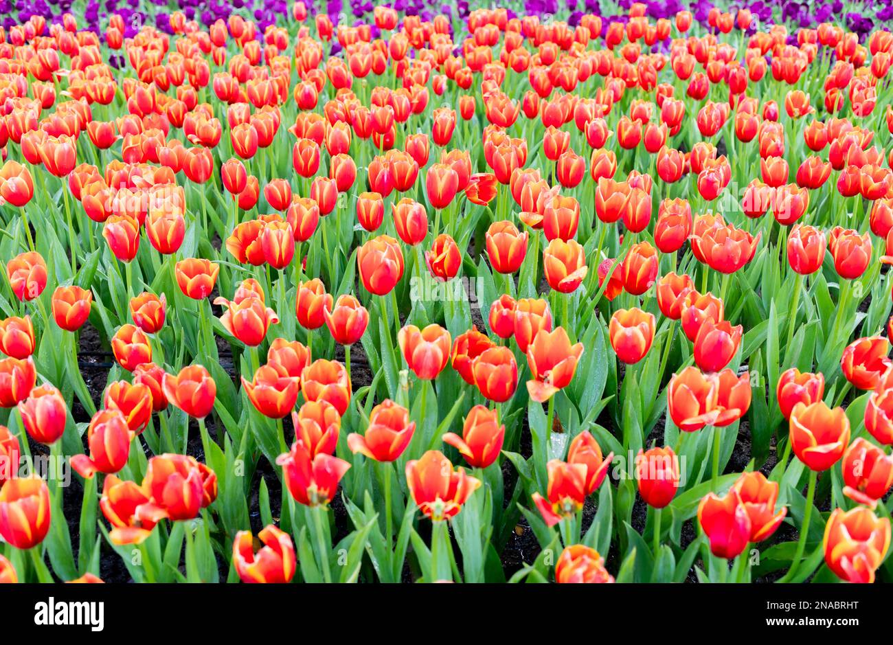 Red tulip field in winter Stock Photo - Alamy