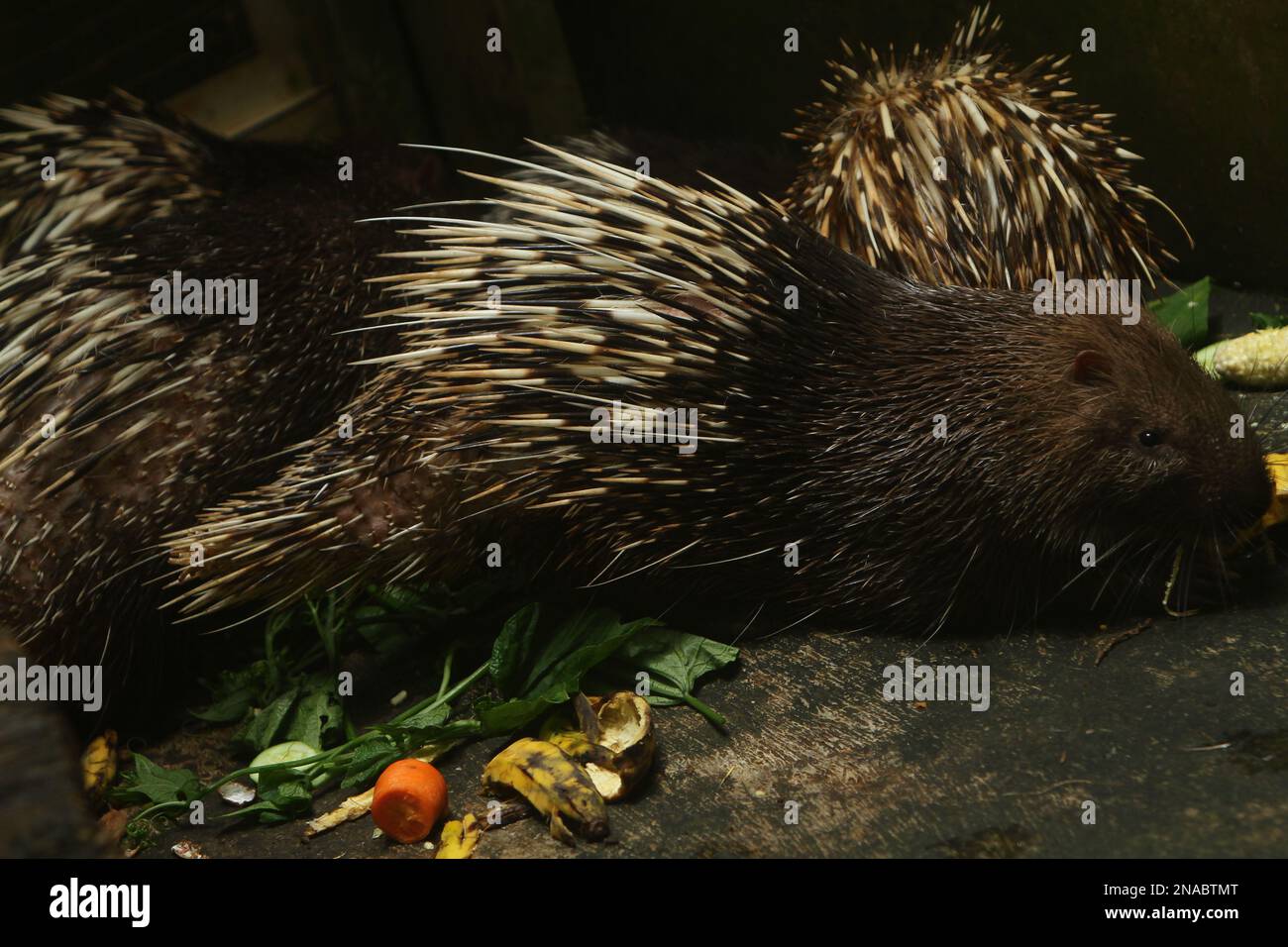 Zoo animals happy hi-res stock photography and images - Alamy