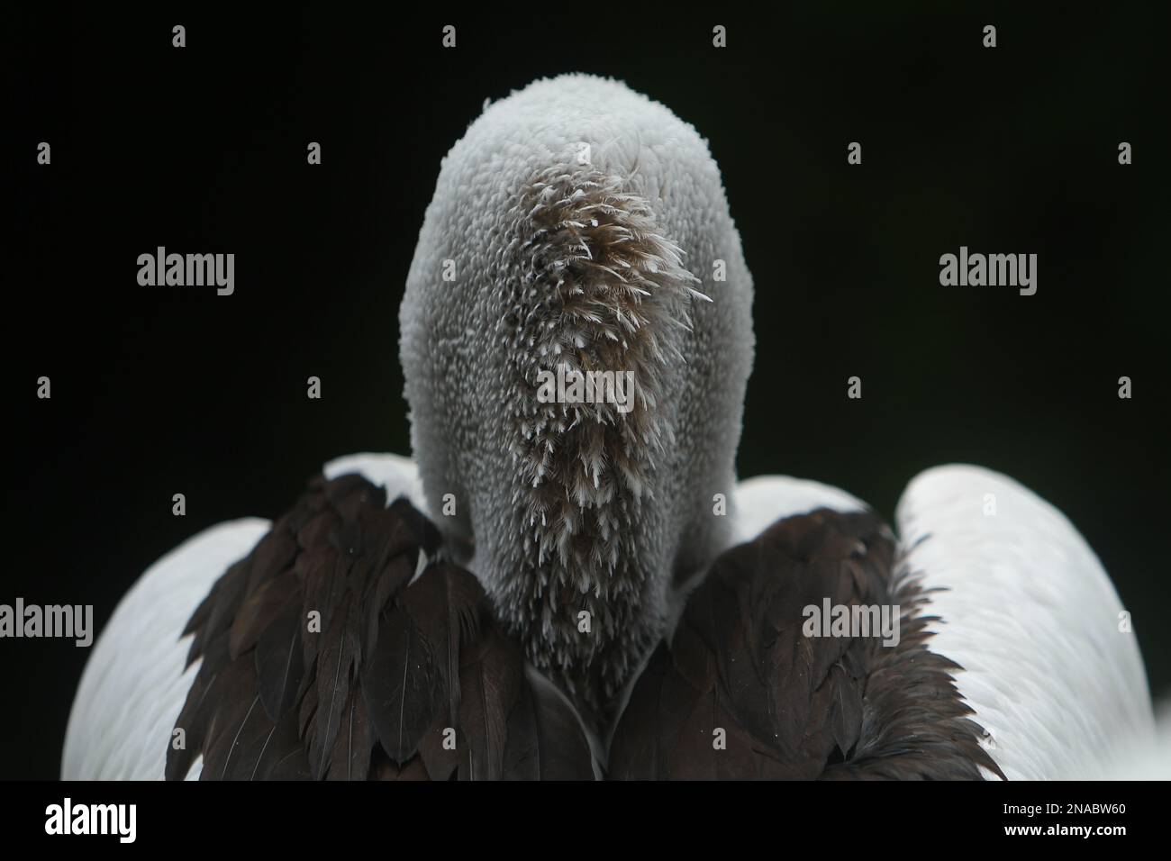 Beautiful birds zoo outdoors hi-res stock photography and images - Alamy