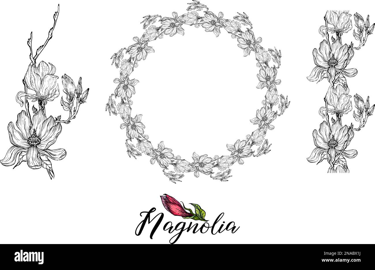 Set of vector flower arrangements with Magnolia flowers. Delicate ...