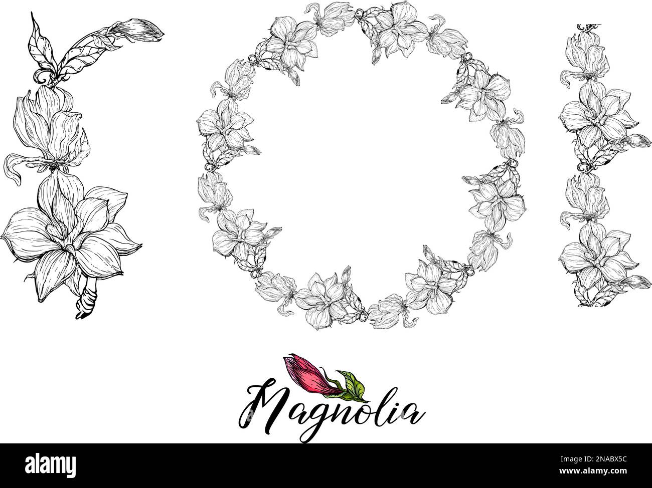 Set of vector flower arrangements with Magnolia flowers. Delicate ...