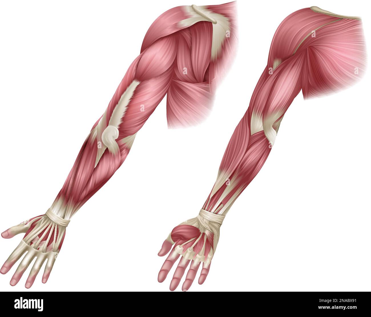 Arm Muscles Human Body Anatomical Illustration Stock Vector Image & Art ...
