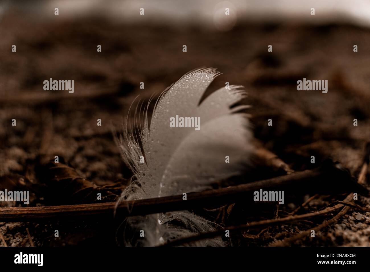 Feather on the ground hi-res stock photography and images - Alamy