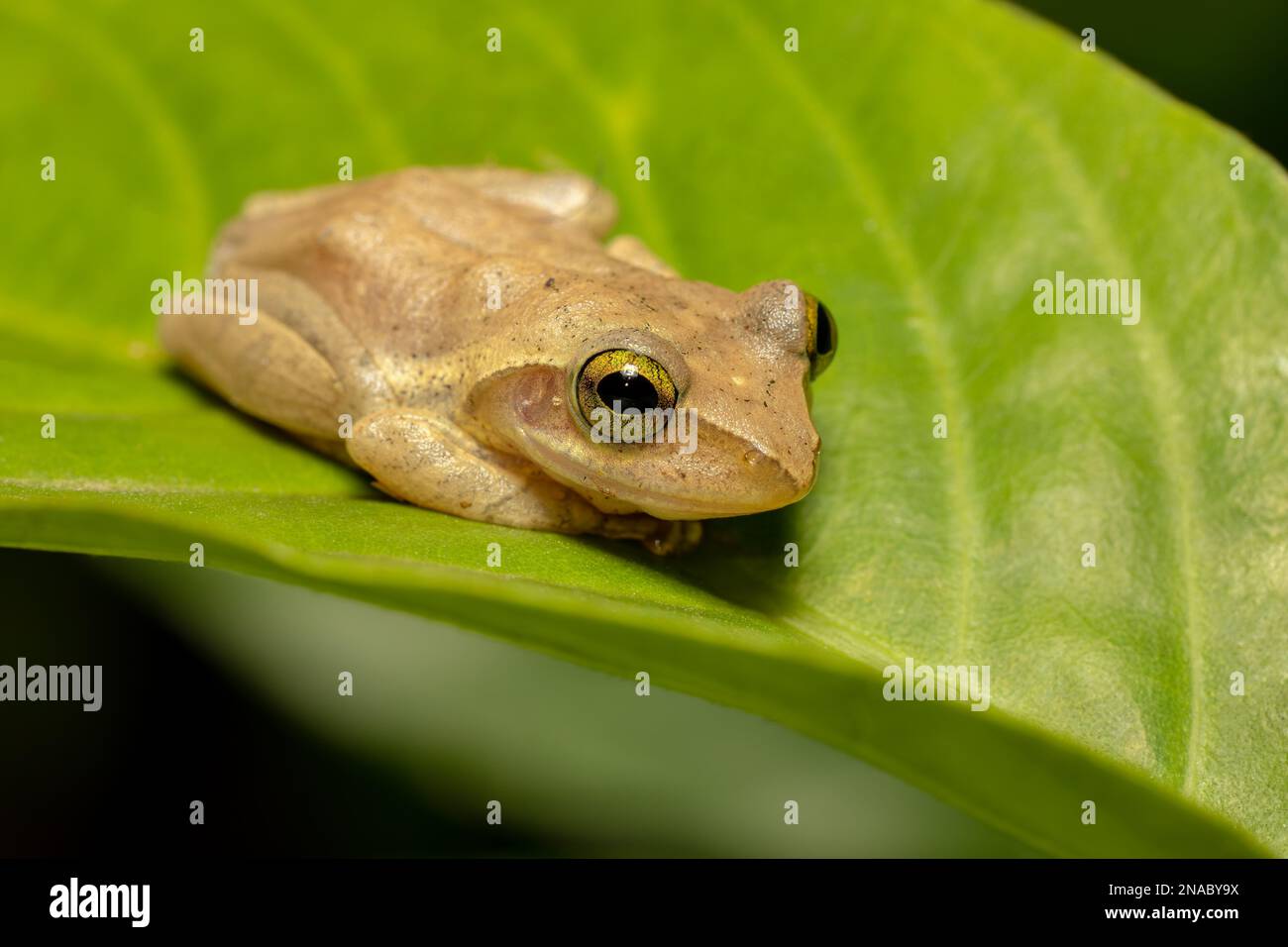 Boophis majori, endemic species of frog in the family Mantellidae ...