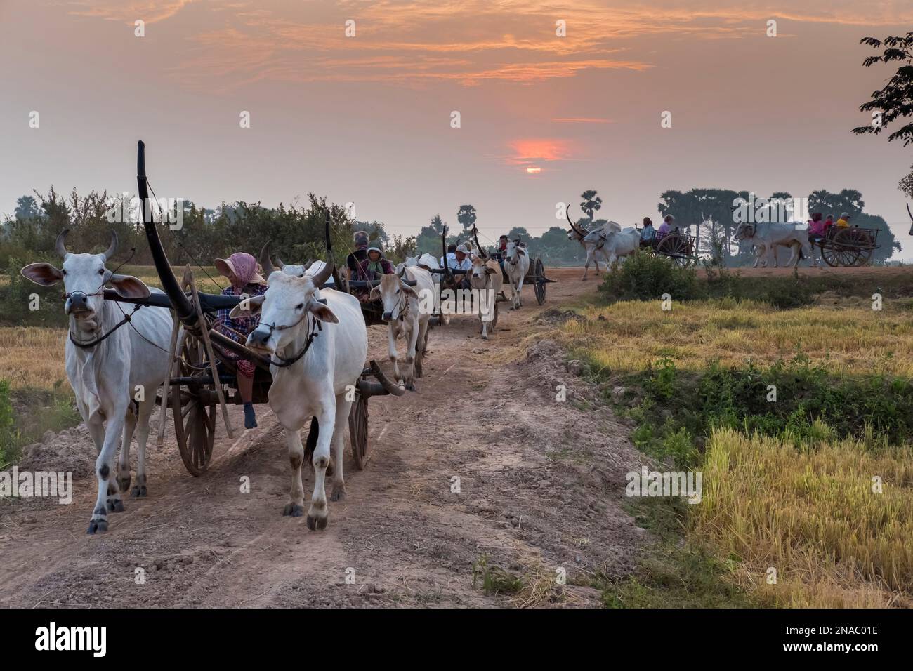People ride in ox carts through the Kampong Tralach Village in Cambodia ...