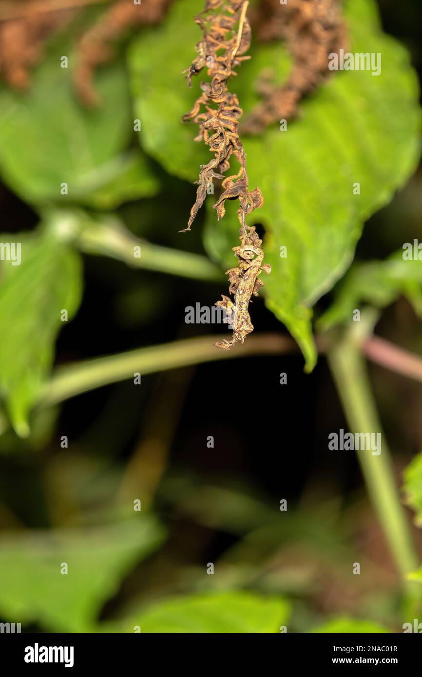 Calumma nasutum, Madagascar pimple-nose chameleon, small endemic ...