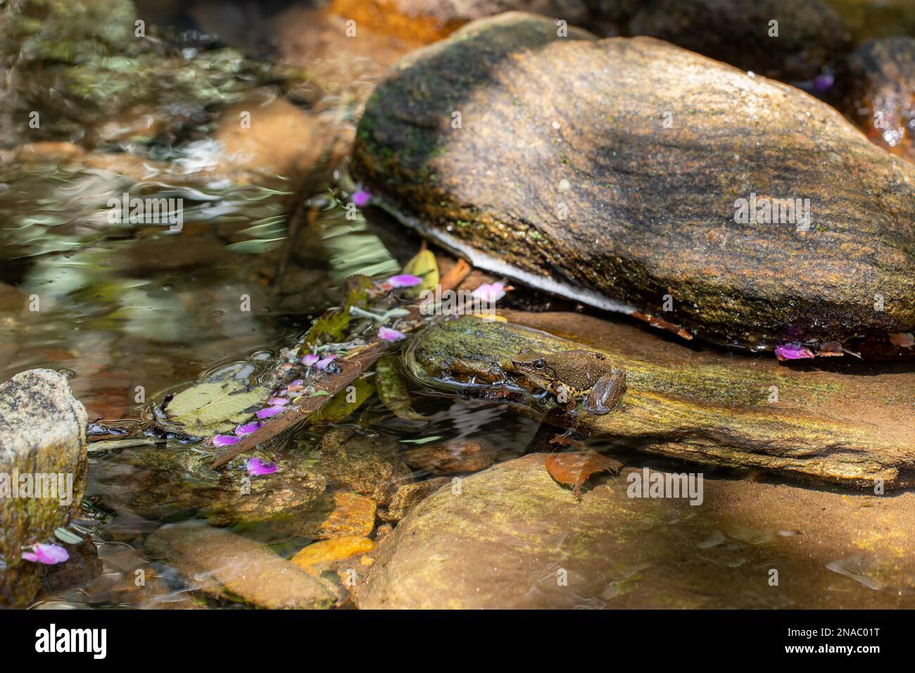 Mantidactylus majori, endemic species of frog in the family Mantellidae ...