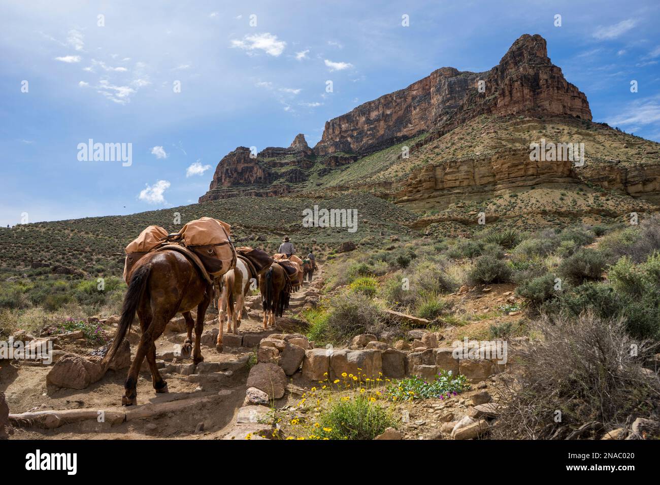 Mule train hi-res stock photography and images - Alamy