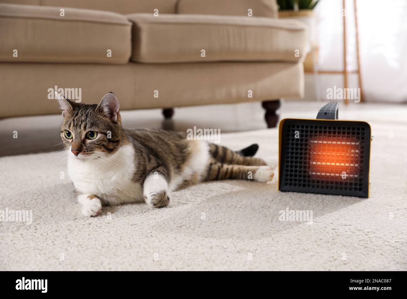 Cute cat on floor near modern electric fan heater indoors Stock Photo ...